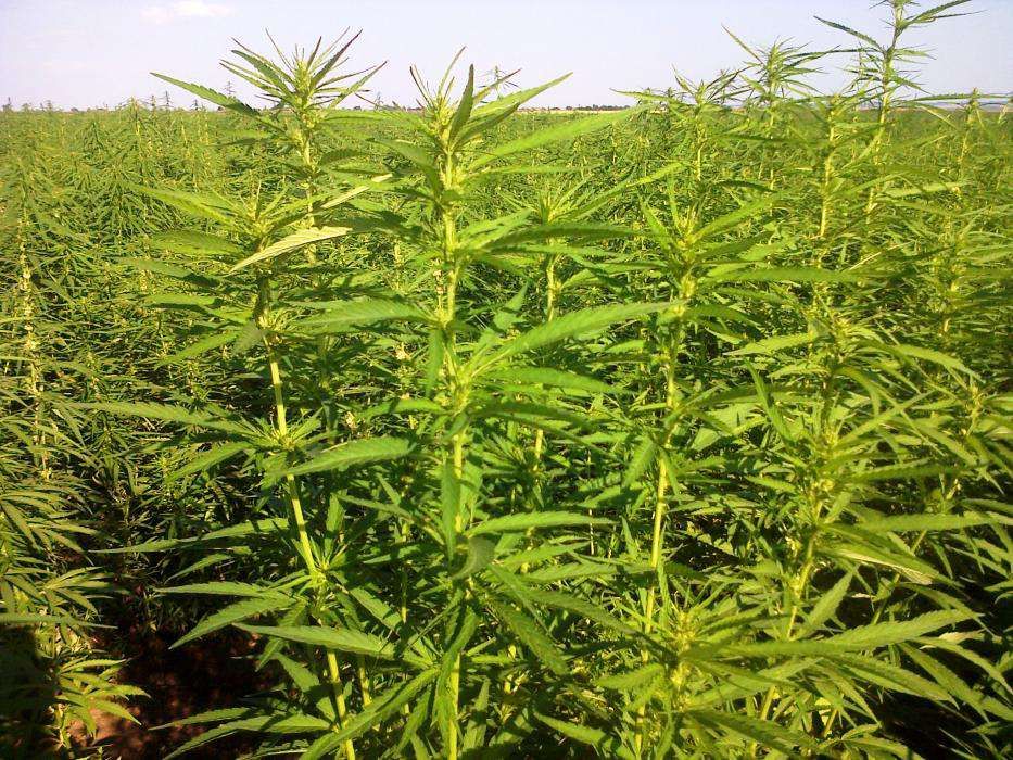 Cânepă ,câlți, fuior pentru frescă alba si fresca neagră Carei • OLX.ro