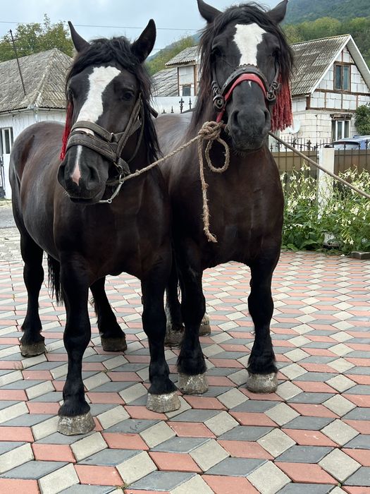 Iapa 6 ani -si manza de 2 ani poloneze pasapoarte ‼️ Bistrita • OLX.ro