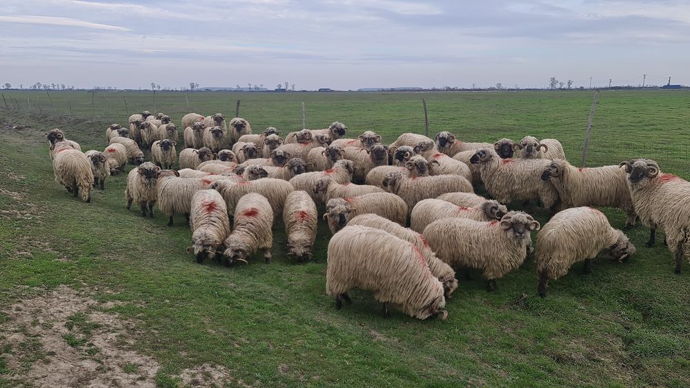 Berbeci cu certificate de origine Chisineu-Cris • OLX.ro