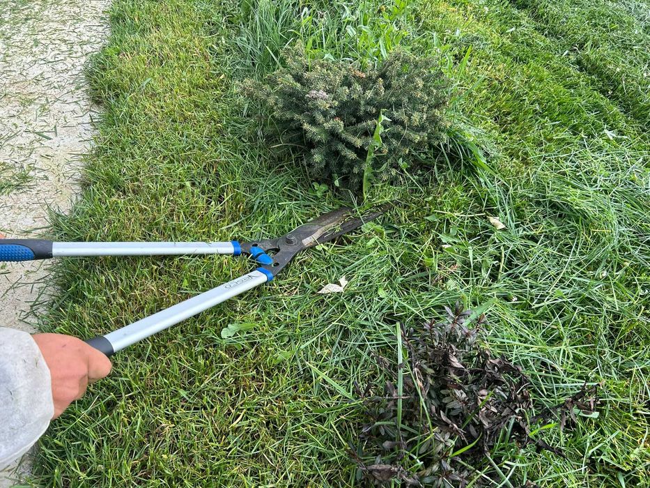 Taiat iarba, curatat pomi, defrisari livezi, taieri pomi, plantat pomi ...