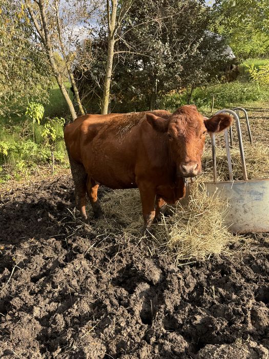 Vând vaca angus Itrinesti • OLX.ro