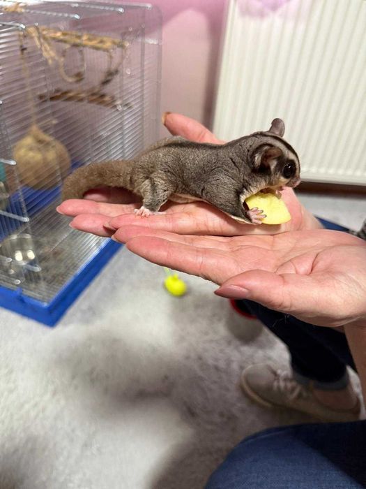 Vand 2 veverite zburatoare (sugar glider) Timisoara • OLX.ro