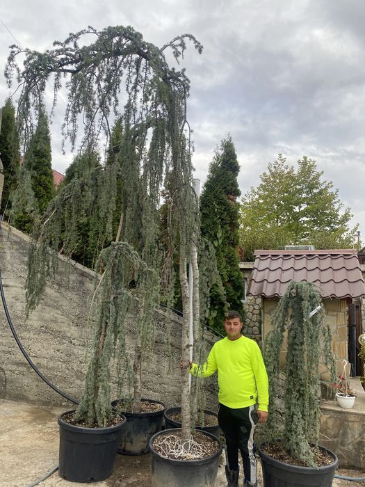 Cedru Atlantic glauca pendula Voluntari • OLX.ro