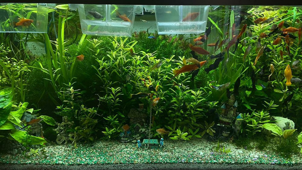 Acvariu profesionist JUWEL 360 L + stand original original Codlea • OLX.ro