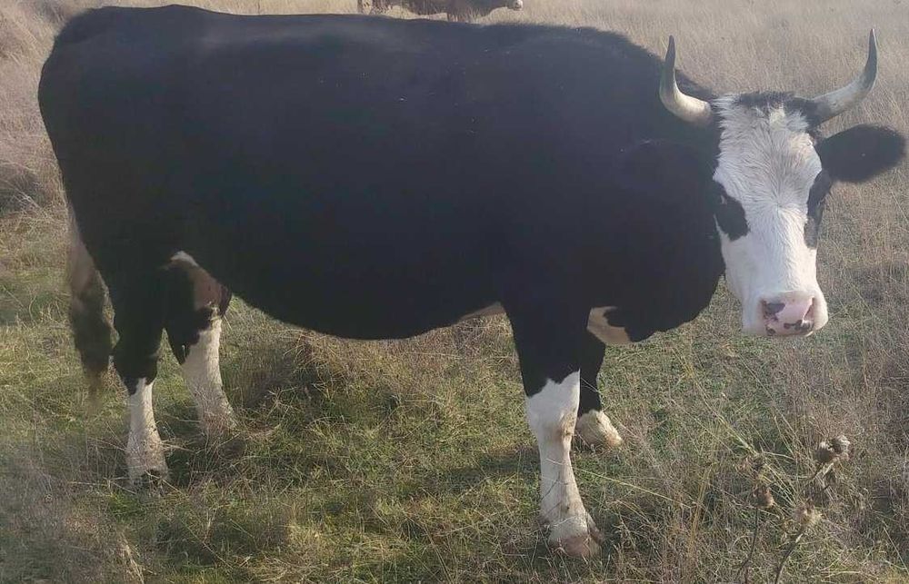 Vând 3 vaci tinere Bordestii de Jos • OLX.ro