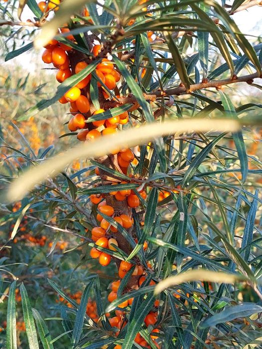 Catina certificata ecologic 2022 Raucesti • OLX.ro