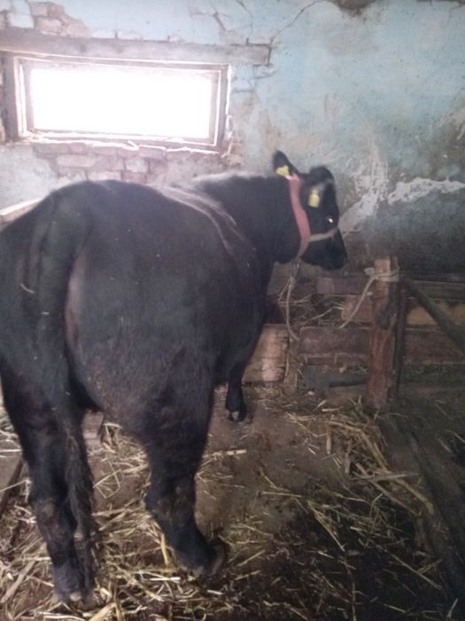 Vând vaci bune de lapte Diosti • OLX.ro