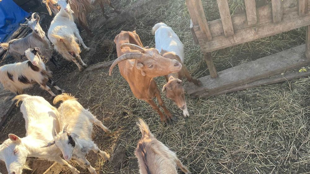 IASI Disp. 10 capre de lapte, un tap si 3 iedute, 700 buc NEGOCIABIL ...