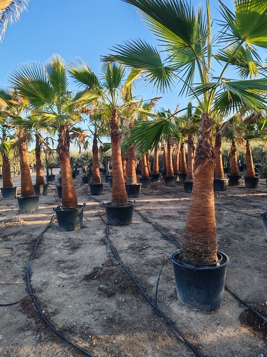 Palmieri,măslini seculari yucca rostrata Voluntari • OLX.ro
