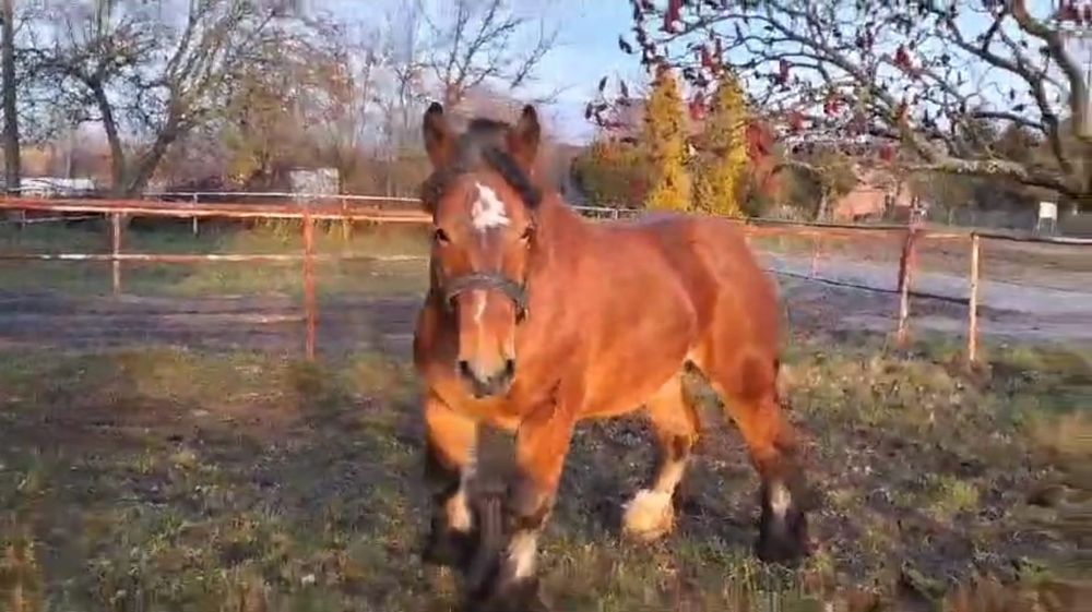 Vand manz Ardenez de rasa pura Iasi • OLX.ro