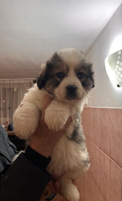 Ciobanesc Romanesc de Bucovina Hartiesti • OLX.ro