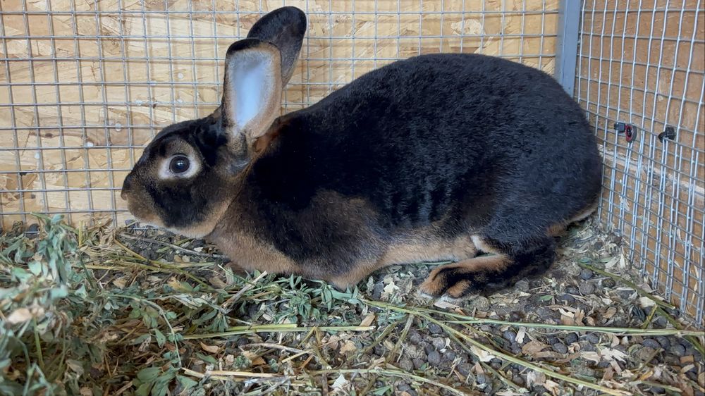 Iepuroi rex loh Pilu • OLX.ro