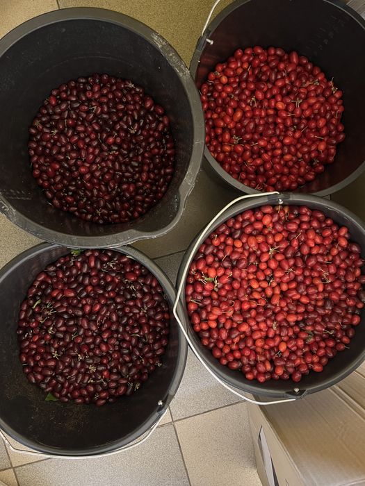 Porumbe fructe de padure Moara Vlasiei • OLX.ro