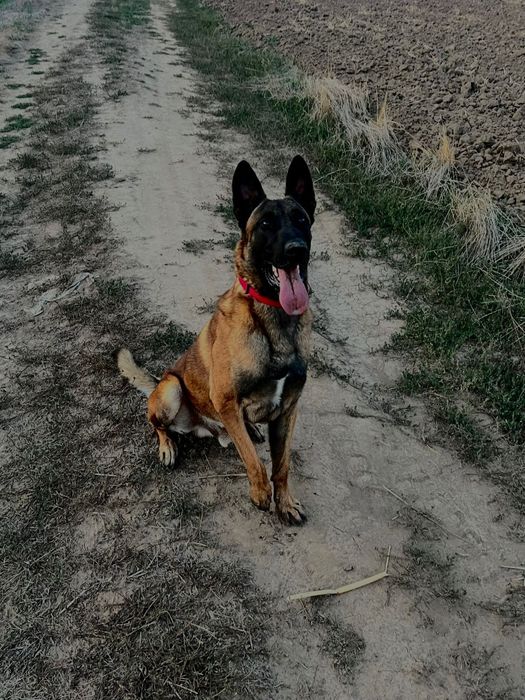 Donez câine rasa Malinoua Glina • OLX.ro