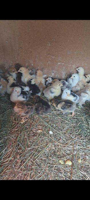 Pui brahma de vanzare Araci • OLX.ro