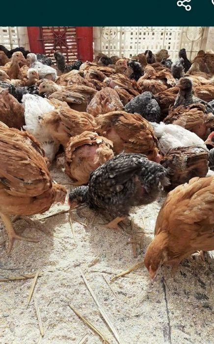 Vând puii rasa mixta si puii albi de carne Miroslava • OLX.ro