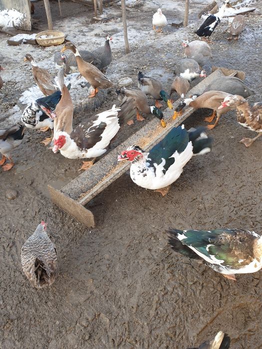 Rațe leşeşti, rate alergatoare indiene, gaste. Gornovita • OLX.ro