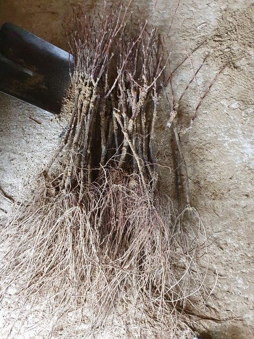 Butasi certificati anul 2 Bacau • OLX.ro