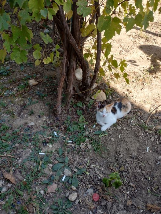 Pisicute spre adopție Mosoaia • OLX.ro