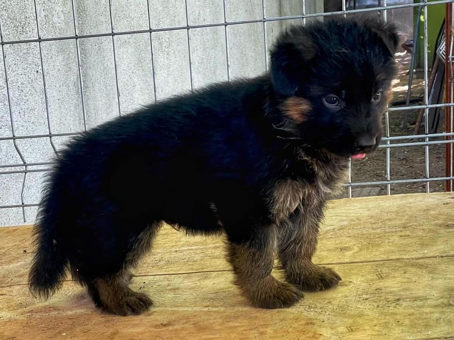 Елитни Немски овчарки с FCI родословие с. Ягодово • OLX.bg