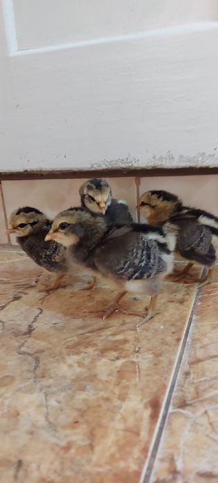 Pui araucana potarnichiu salbatic Arad • OLX.ro