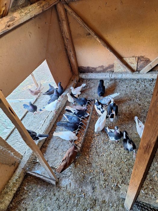 Vând porumbei jucători și voiajori Perisoru • OLX.ro