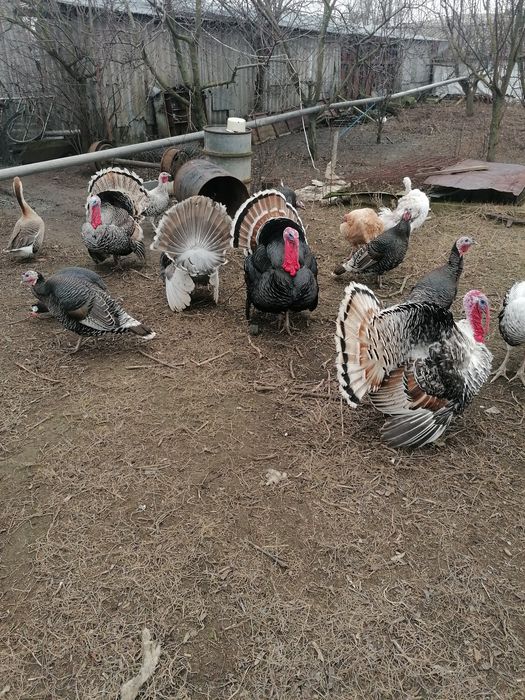 Vând/schimb curcani și curci pentru reproductie Voinesti • OLX.ro