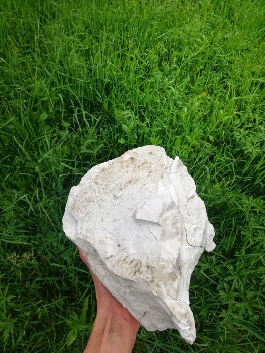 Var pasta si bulgar Aiud • OLX.ro