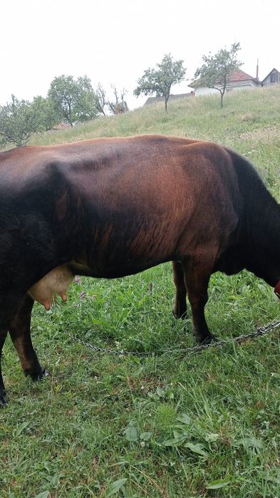Vând vaca angus montata de o luna Berislavesti • OLX.ro