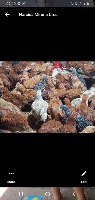 Pui de carne si rasă mixta Tecuci • OLX.ro