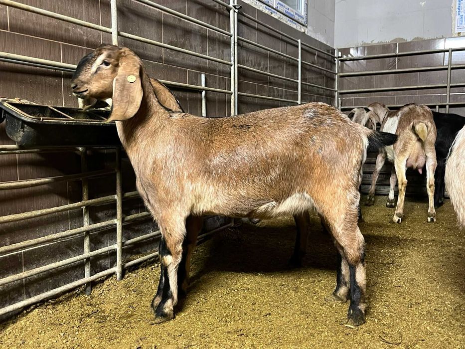 Capre iede tapi, anglonubiene, anglo nubian cu CERTIFICAT DE ORIGINE ...