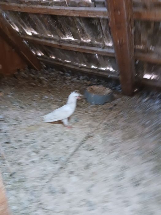 Porumbei capucino pui Turda • OLX.ro