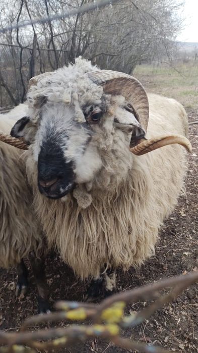 Berbec de vânzare Alba Iulia • OLX.ro