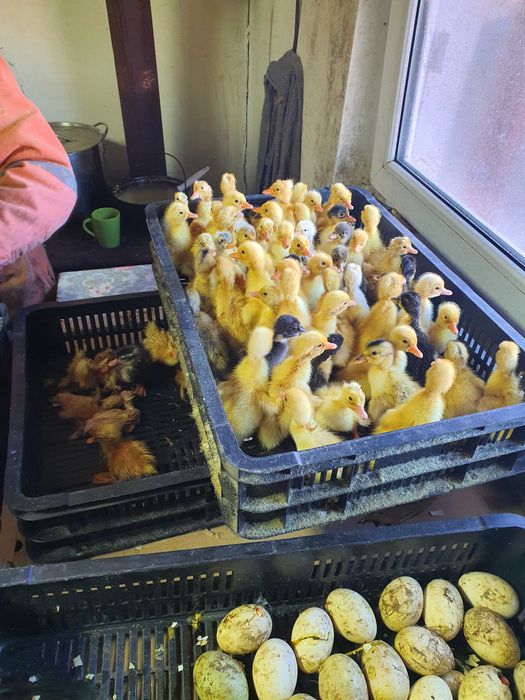 Boboci de rata promotia 2024 Tulcea • OLX.ro