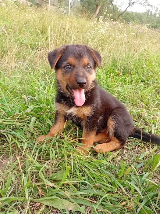 Ciobanesc german - Pui Malureni • OLX.ro