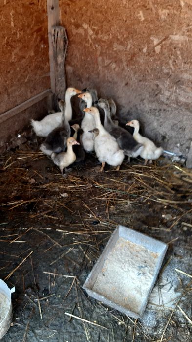 Vând boboci de gâscă chinezească leseasca Tiganesti • OLX.ro