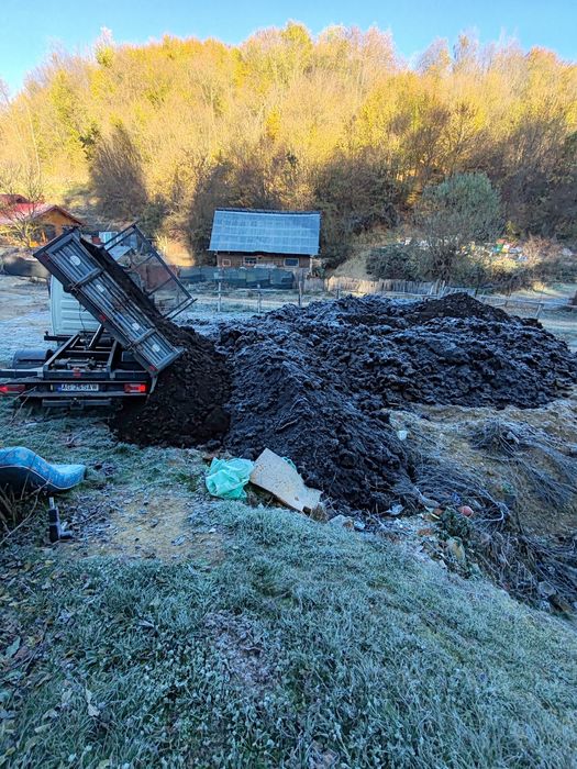 Balegar oaie3 ani mranita Bradu • OLX.ro