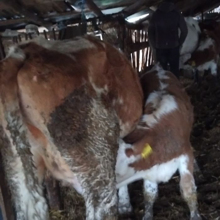 Vand vaca cu vitel Timisoara • OLX.ro