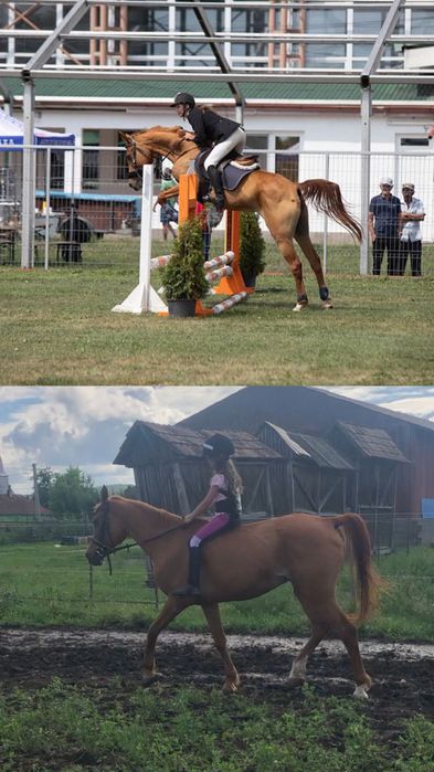 Iapa pur sange arab, cal echitatie cal de sport cal de școala Voivodeni ...