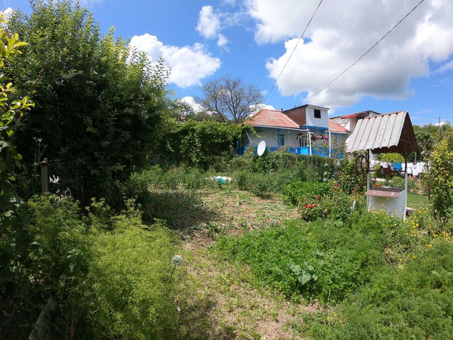 Proprietate unica langa Iasi (casa cu beci, livada,vie,iaz) Tacuta • OLX.ro