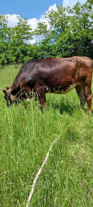 Vaci de lapte si carne Gradistea • OLX.ro