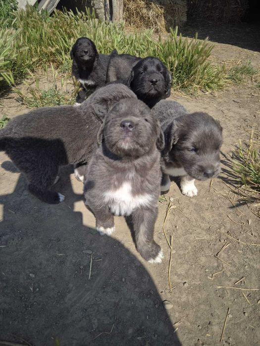 Catei ciobanesc corb Braila • OLX.ro