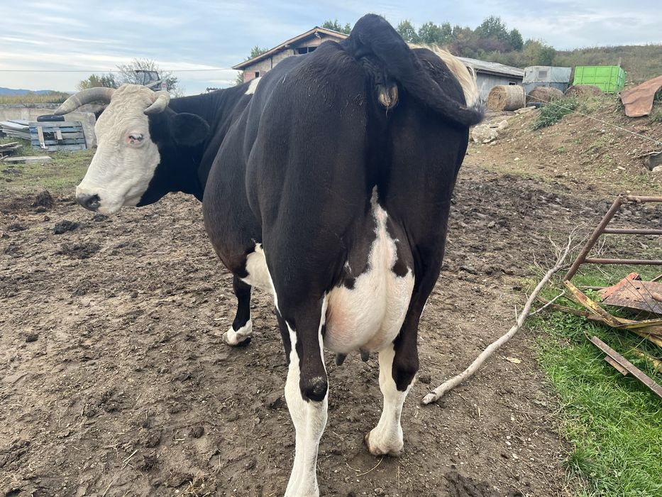 Lot de 13 vaci de lapte inscrise in COP Miresu Mare • OLX.ro