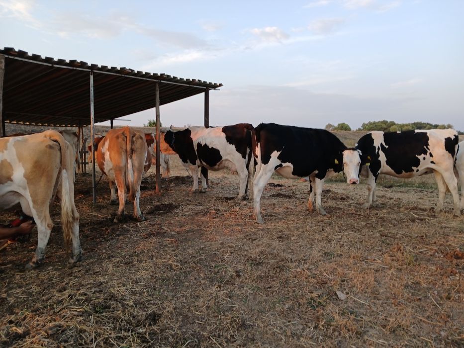 Vindem 3 juninci holstein și 8 vaci Sanlazar • OLX.ro