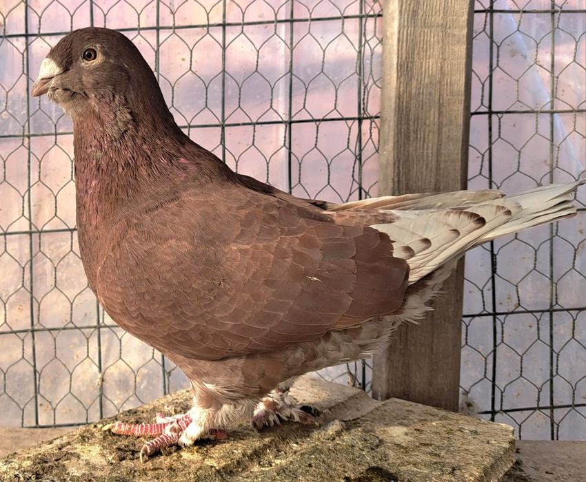 Porumbei standard romanesc Ramnicu Sarat • OLX.ro