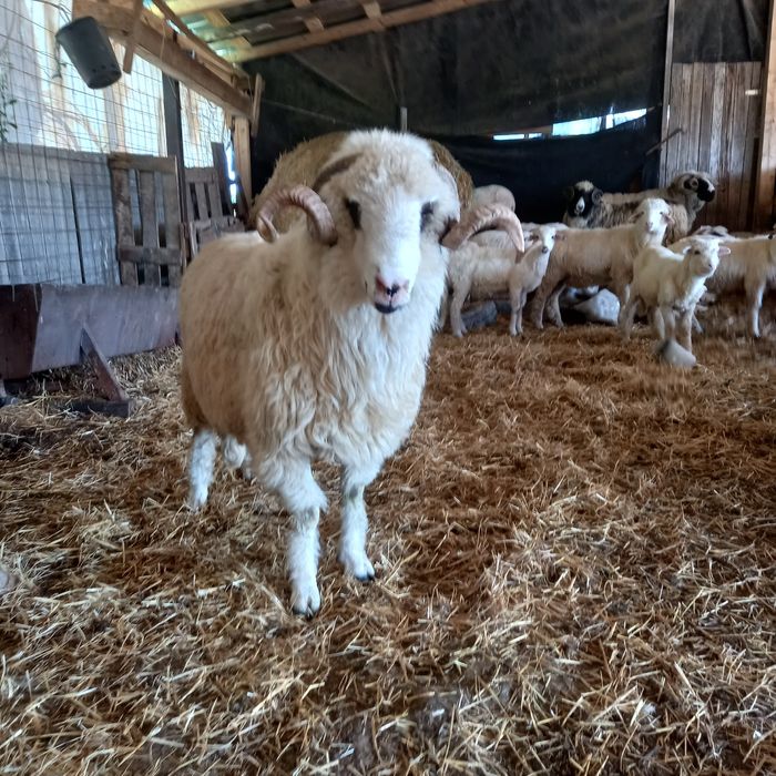 Berbeci de vânzare Salicea • OLX.ro