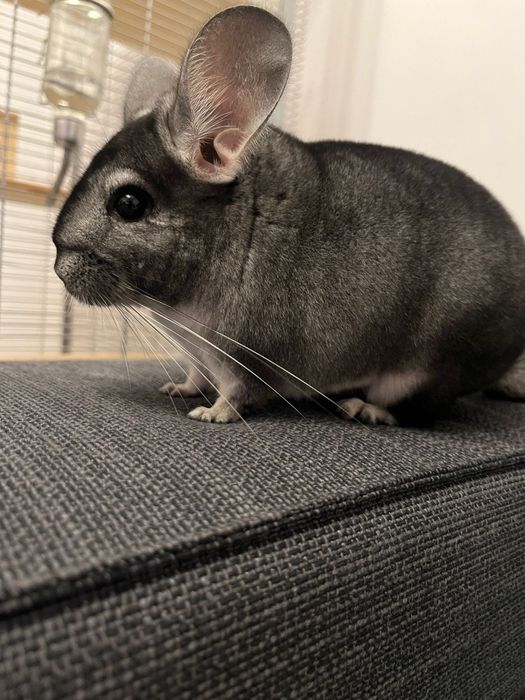 Chinchilla chinchila sinsila Ploiesti • OLX.ro