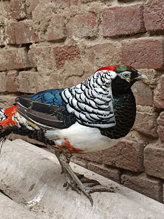 Vînd mascul de fazan diamant din anul 2022 , din primăvară . 250 LEI ...