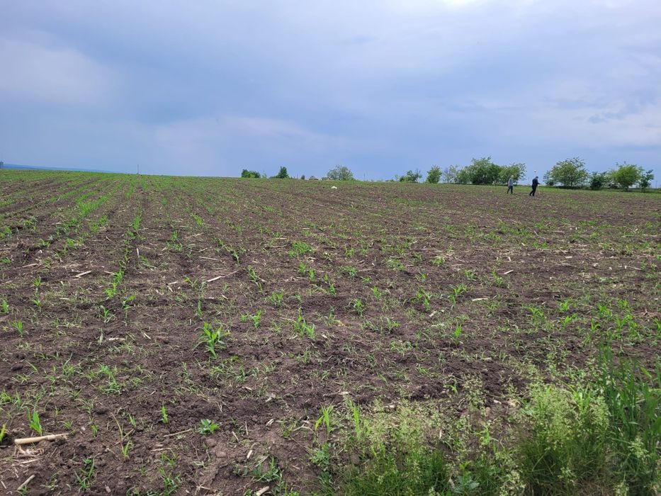 Teren 1100mp intravilan, Rediu - Iași Iasi • OLX.ro