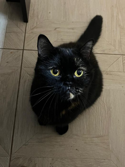 Donez Pisica de rasa Bucuresti Sectorul 5 • OLX.ro